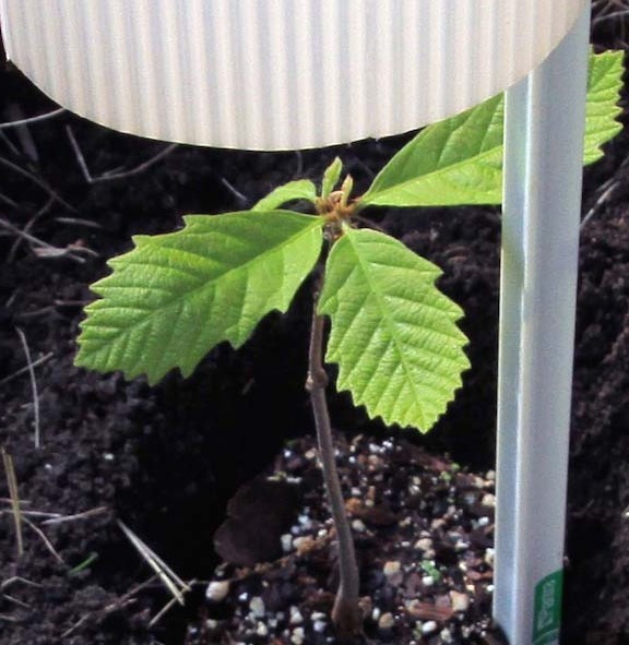 SunFlex Greenhouse Grow Tube System For Trees - 47" (10-Pack) - Native ...