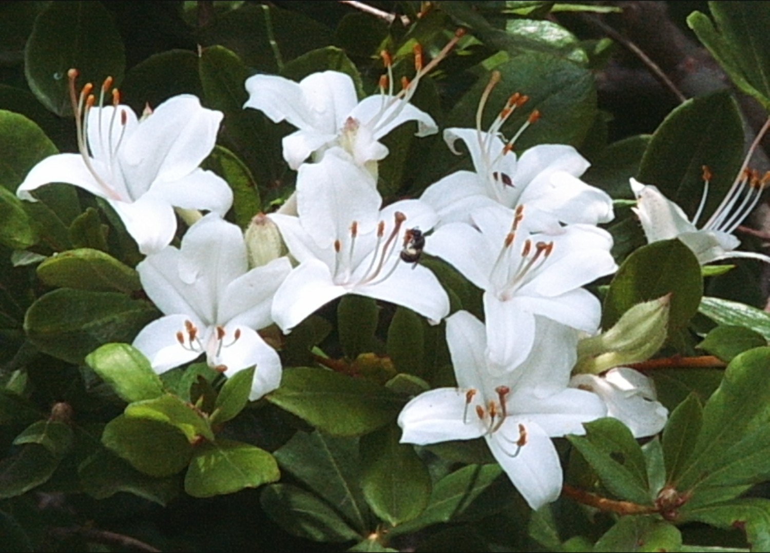 RHODODENDRON VISCOSUM (SWAMP AZALEA) #1 - Native Plants
