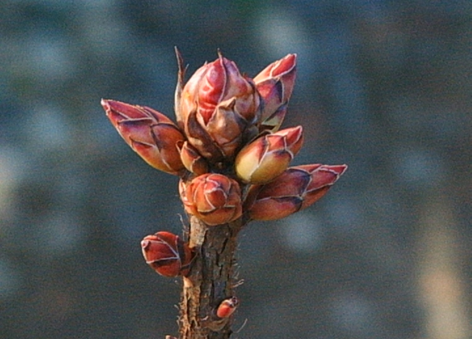 Rhododendron viscosum (Swamp Azalea) #1 Pot - Native Plants