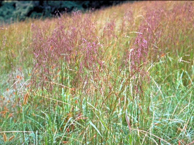 TRIDENS FLAVUS (Purpletop) Seed - Native Plants