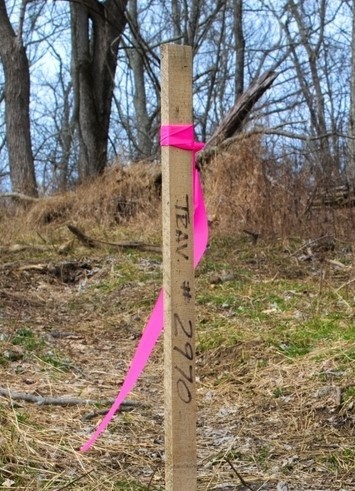 Pink Flagging Tape, 1-1/8in x 150ft